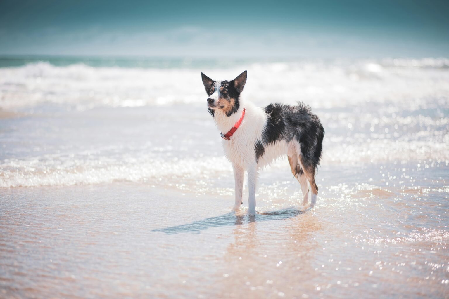 Paws & Sand: Summer 2025 Dog Rules for Southern Maine Beaches ...